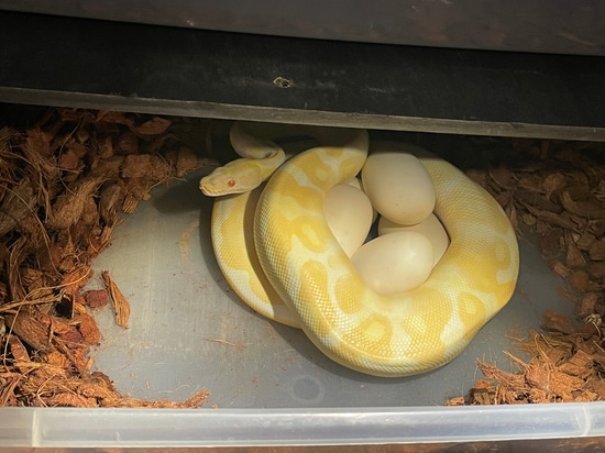 Albino HET Pied Ball Python by Creeper Ball Pythons