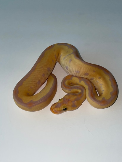 Banana Clown Ball Python by Creeper Ball Pythons