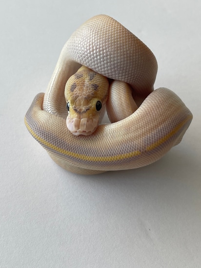 Ivory Ball Python by Creeper Ball Pythons