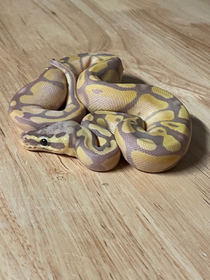 Banana Pastel Enchi Yellow Belly 66% Het Pied Ball Python by Creeper ...