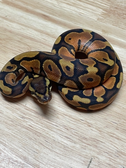 Orange Dream Het Clown Ball Python by Creeper Ball Pythons