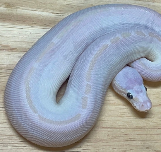 Butter Phantom SH (Pos Enchi. Pastel. Yb Wom) Ball Python by Creeper Ball Pythons