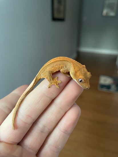 CLOSING SALE Loki X Ivy 2022 Low Expression Harley (V1) Crested Gecko ...