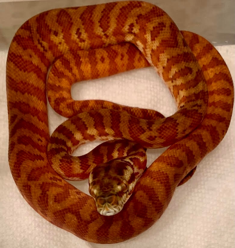 CB Carpondro Other Carpet Python by Doug’s Creepy Creatures - MorphMarket