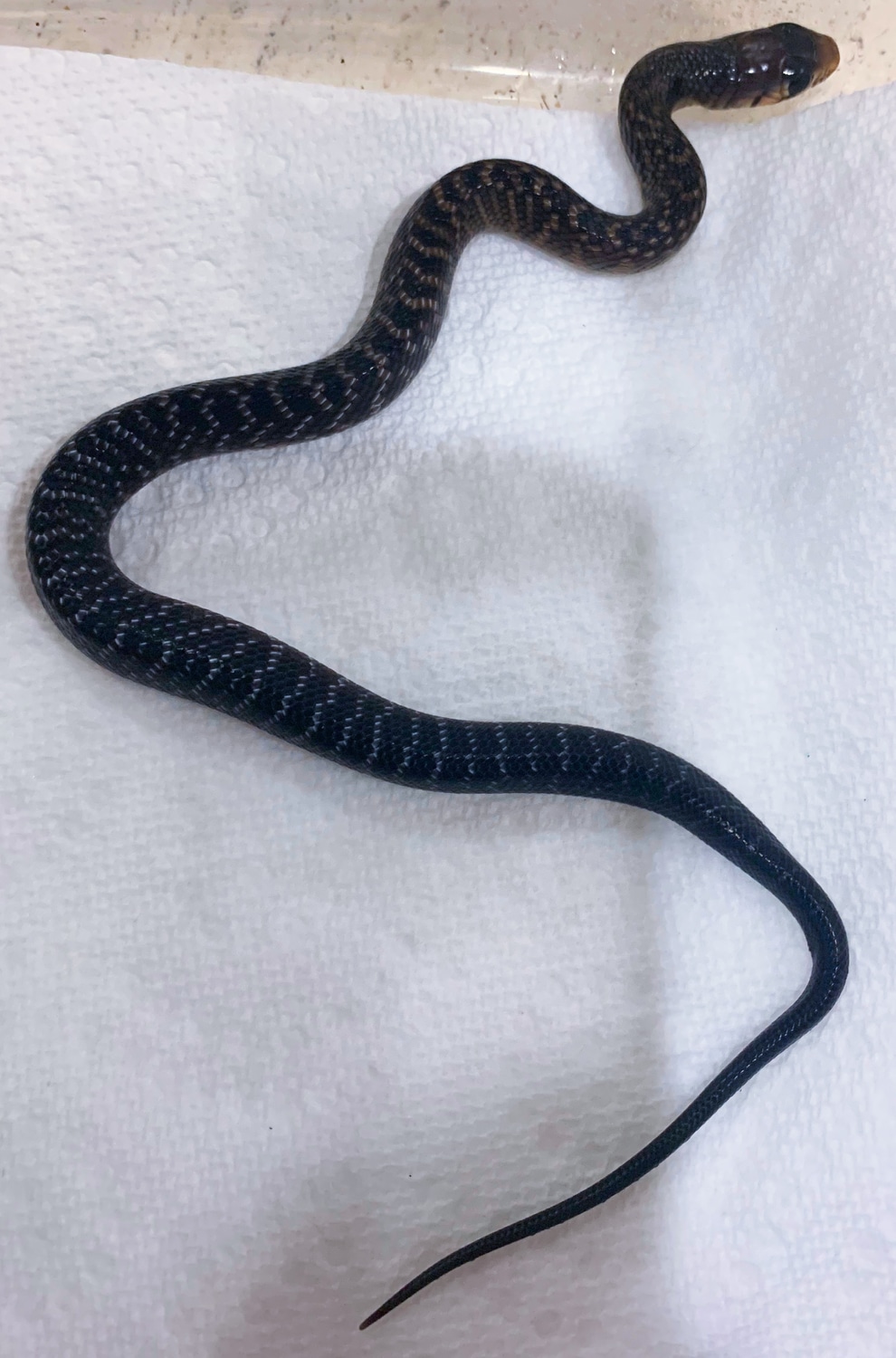 Mexican Indigo Cribo & Indigo Snakes by Doug’s Creepy Creatures ...