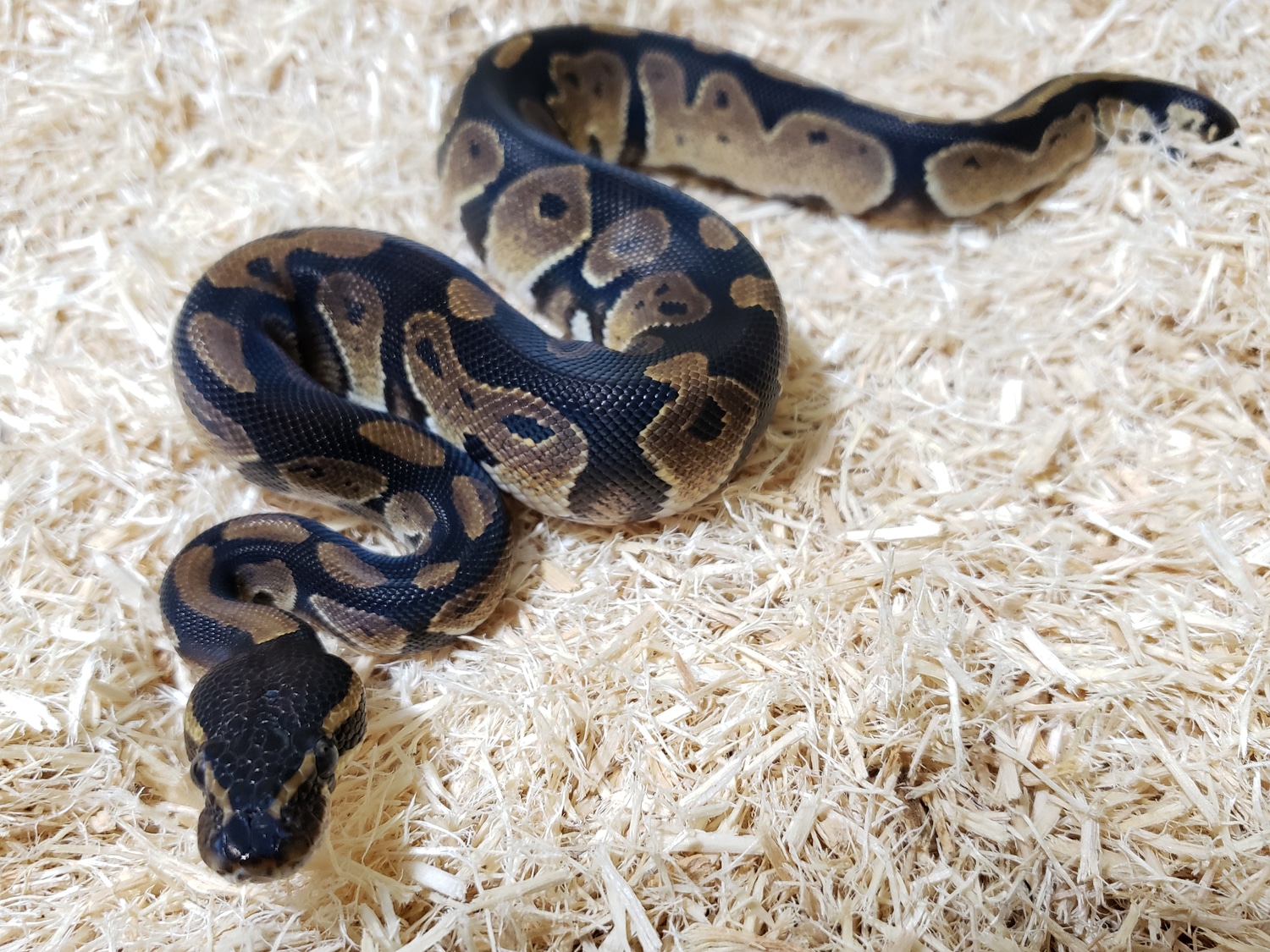 Black Head Ball Python by Crème de la Clutch Exotics - MorphMarket