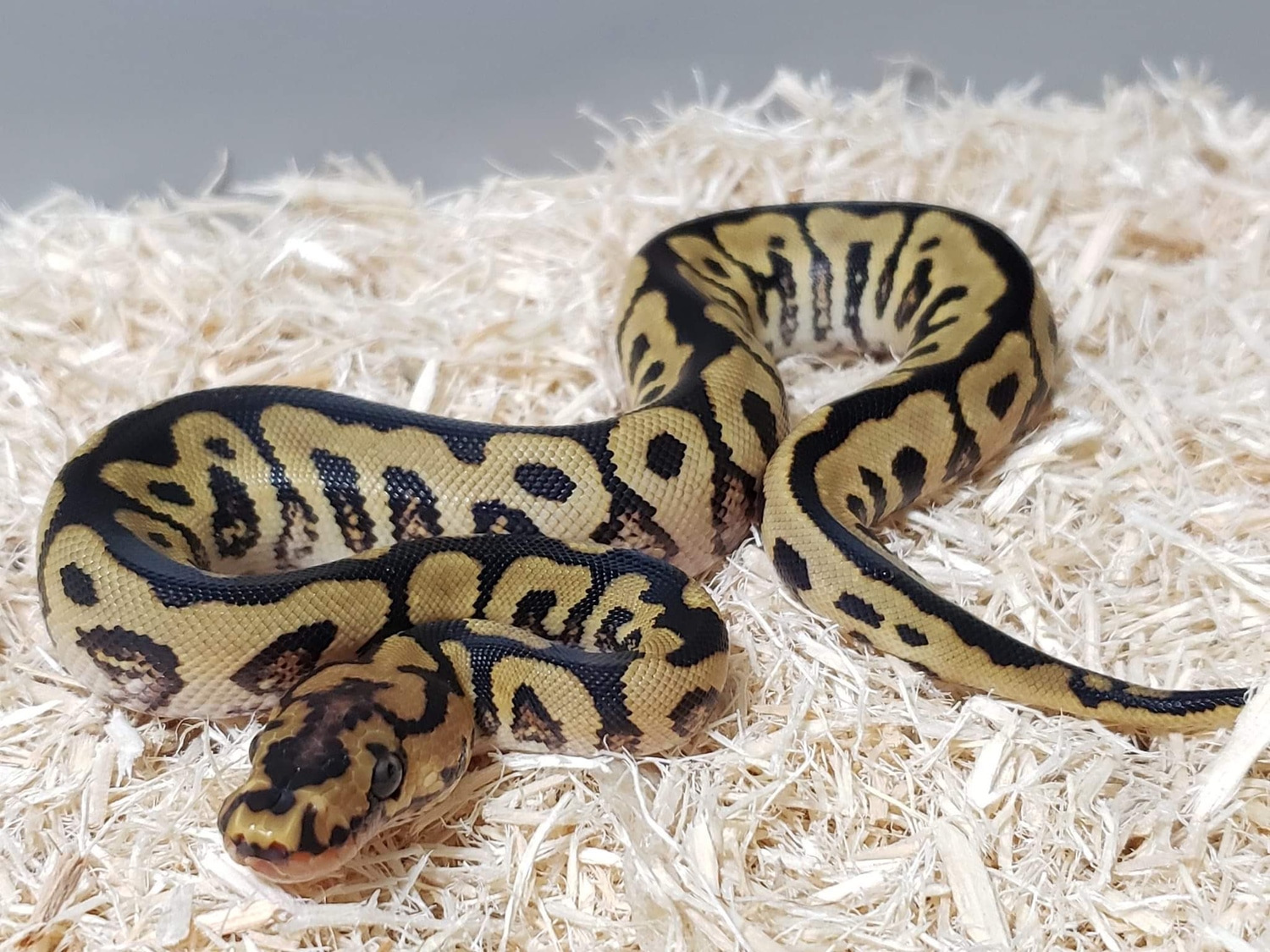 Spotnose Clown Ball Python by Crème de la Clutch Exotics - MorphMarket