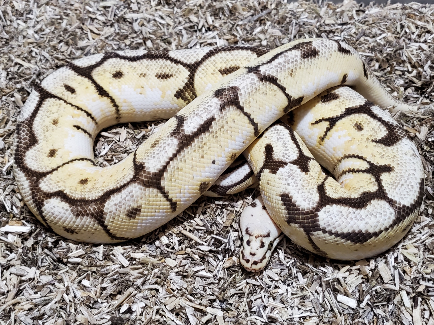 PROVEN A+++ "El Toro" Citrus Bumblebee Gravel Ball Python by Crème de ...