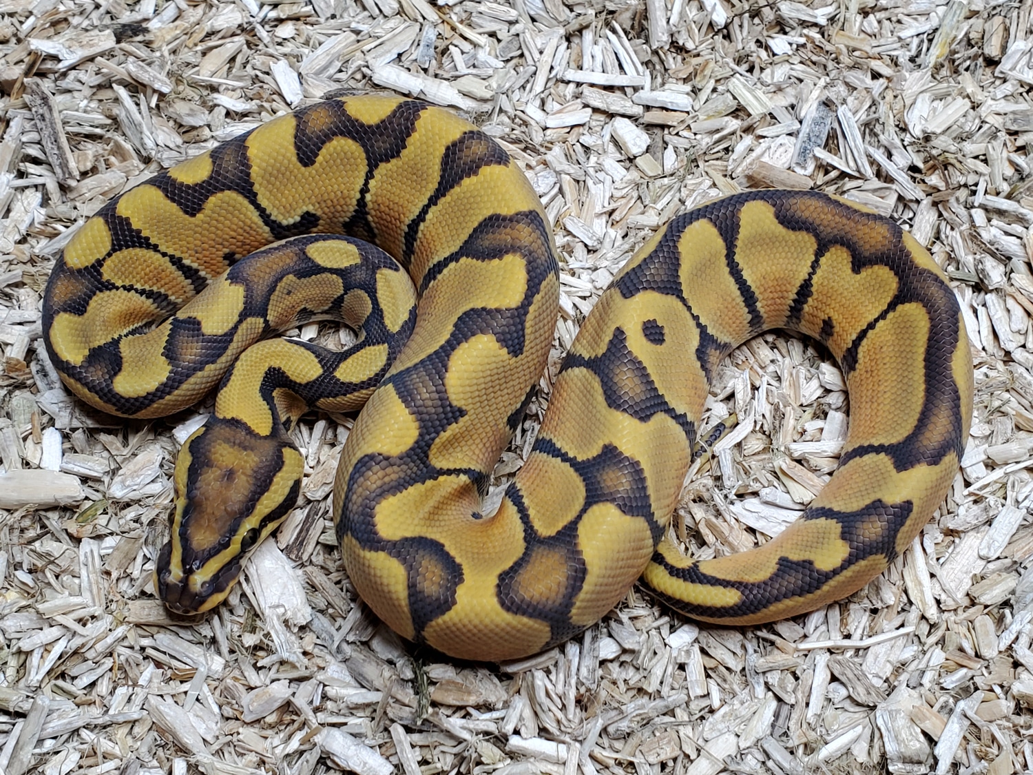 Enchi Orange Ghost (Hypo) Ball Python by Crème de la Clutch Exotics - MorphMarket