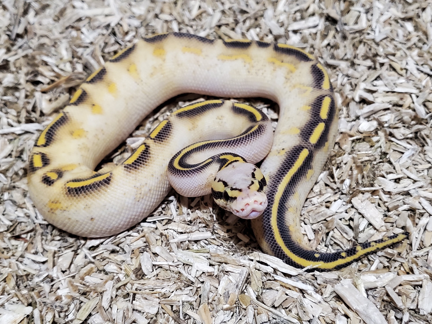 Citrus Pastel Highway WOW Ball Python by Crème de la Clutch Exotics ...