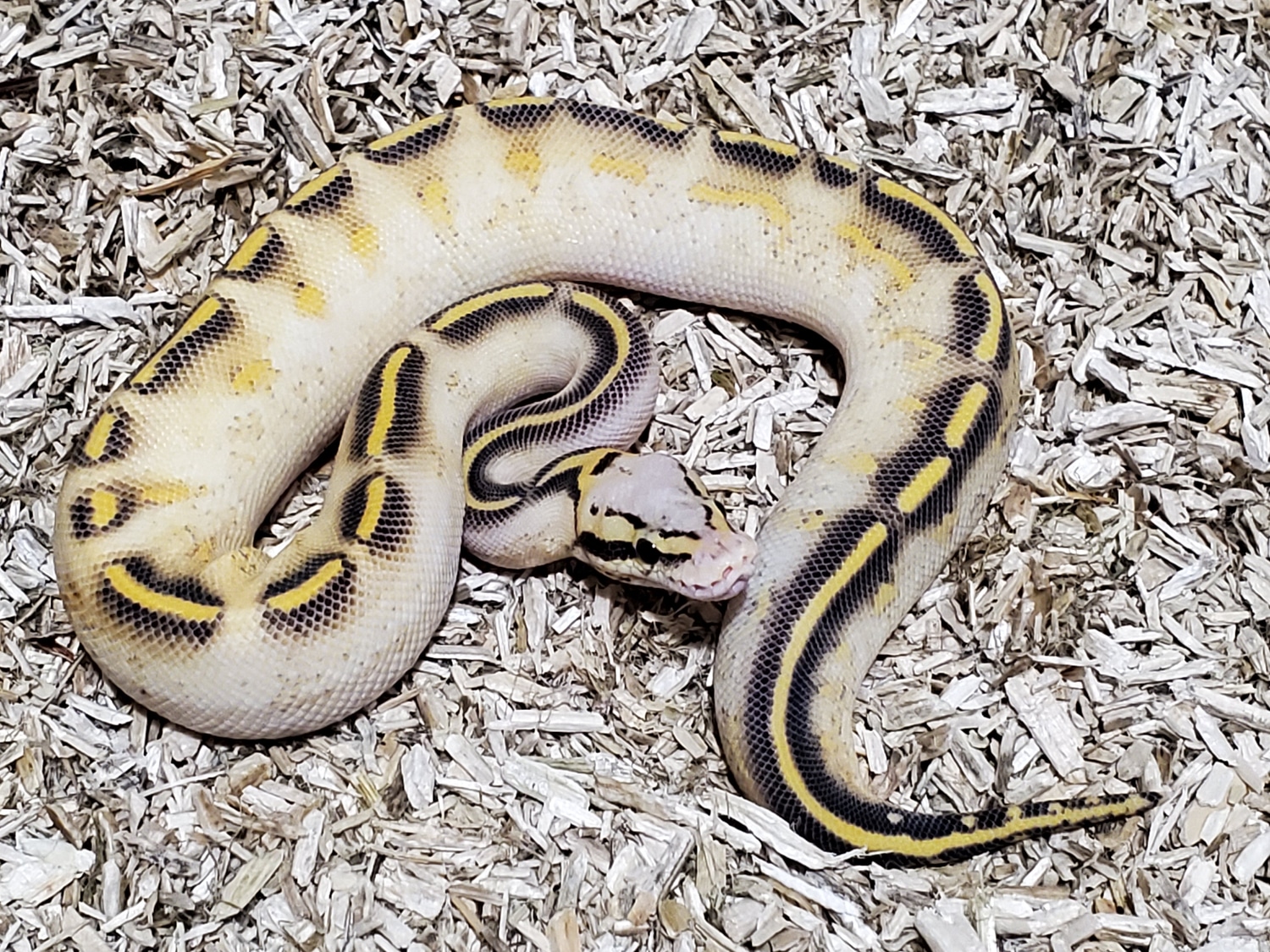 Citrus Pastel Highway WOW Ball Python by Crème de la Clutch Exotics ...