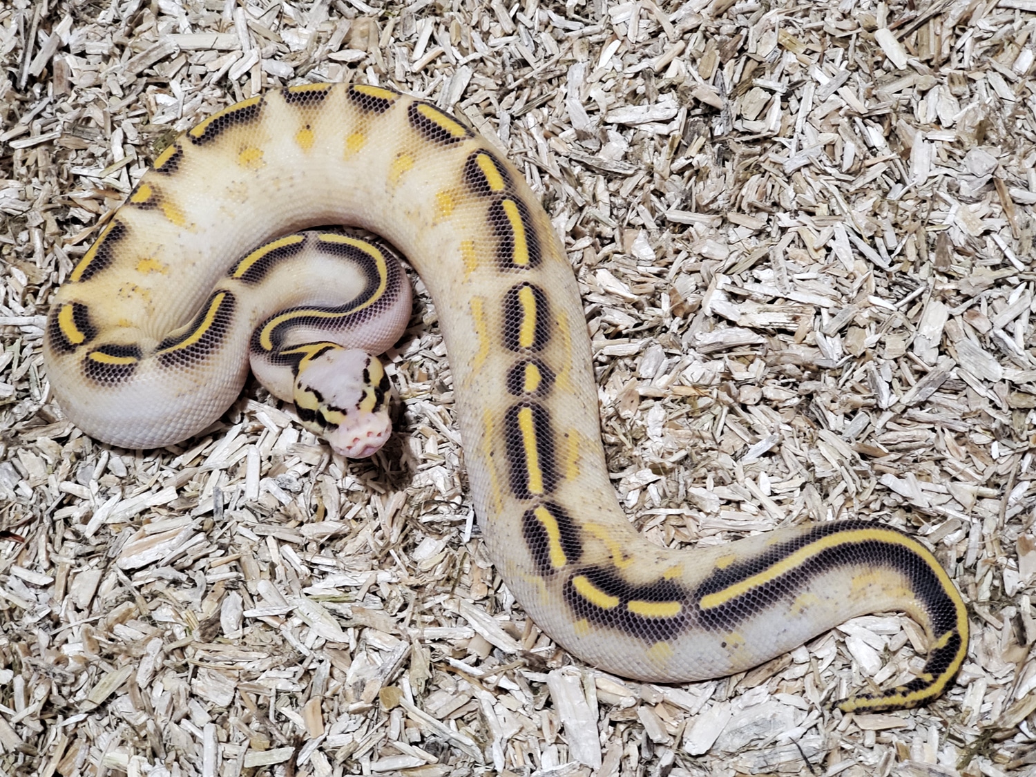 Citrus Pastel Highway WOW Ball Python by Crème de la Clutch Exotics ...