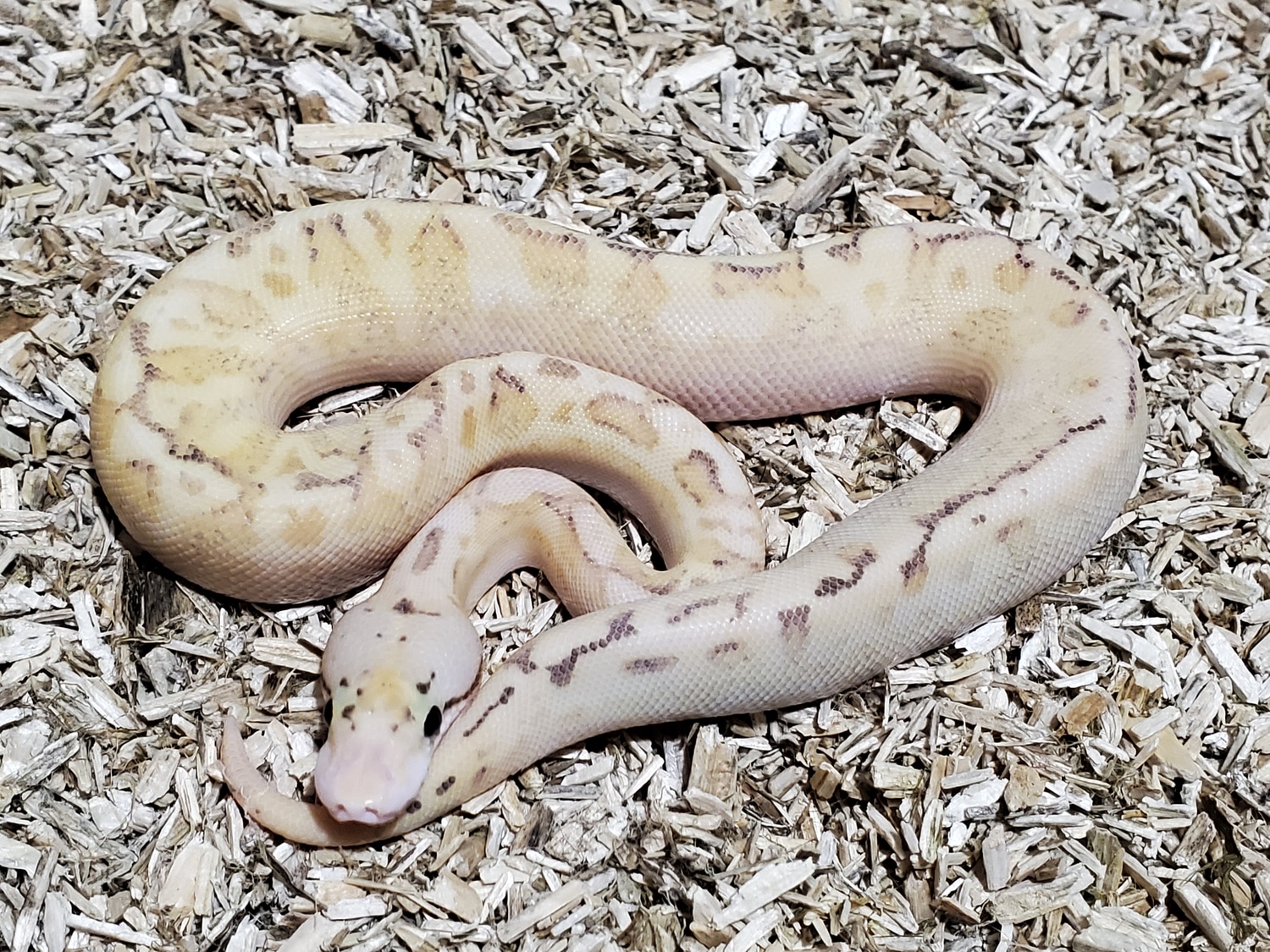 Citrusfly Bumblebee Highway Ball Python by Crème de la Clutch Exotics ...