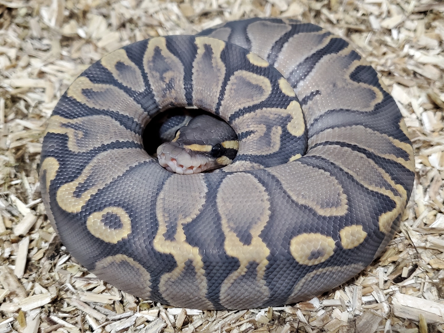 GHI Mojave Enchi Orange Ghost (Hypo) Ball Python by Crème de la Clutch Exotics - MorphMarket