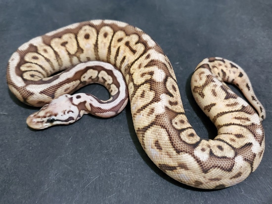 Citrus Black Widow Gravel/Yellow Belly Ball Python by Crème de la ...