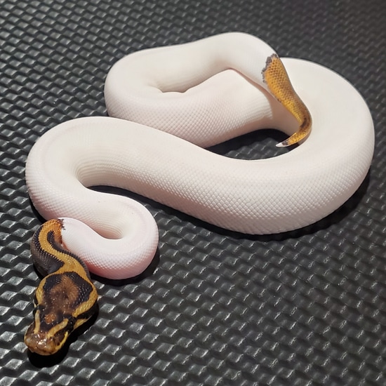 Super Leopard Pied Ball Python by Crème de la Clutch Exotics