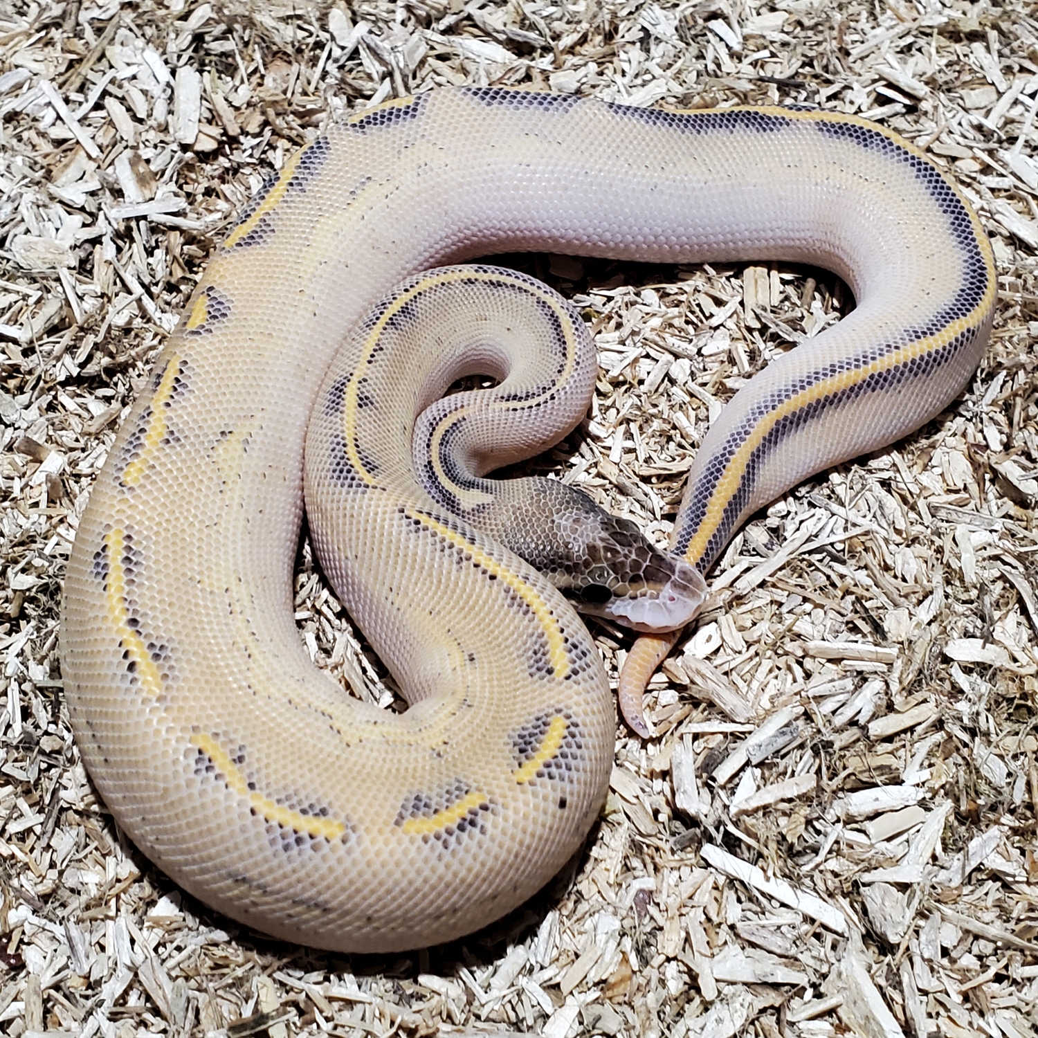 Black Pastel Orange Dream Highway Ball Python by Crème de la Clutch ...