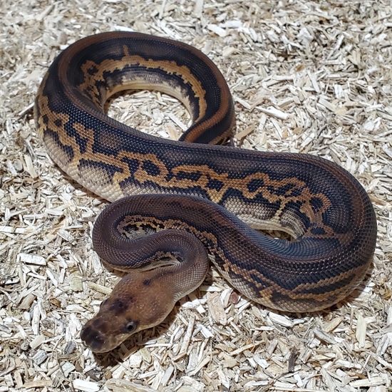 Super Black Head Leopard Clown AKA The Black Panther Ball Python by Crème de la Clutch Exotics