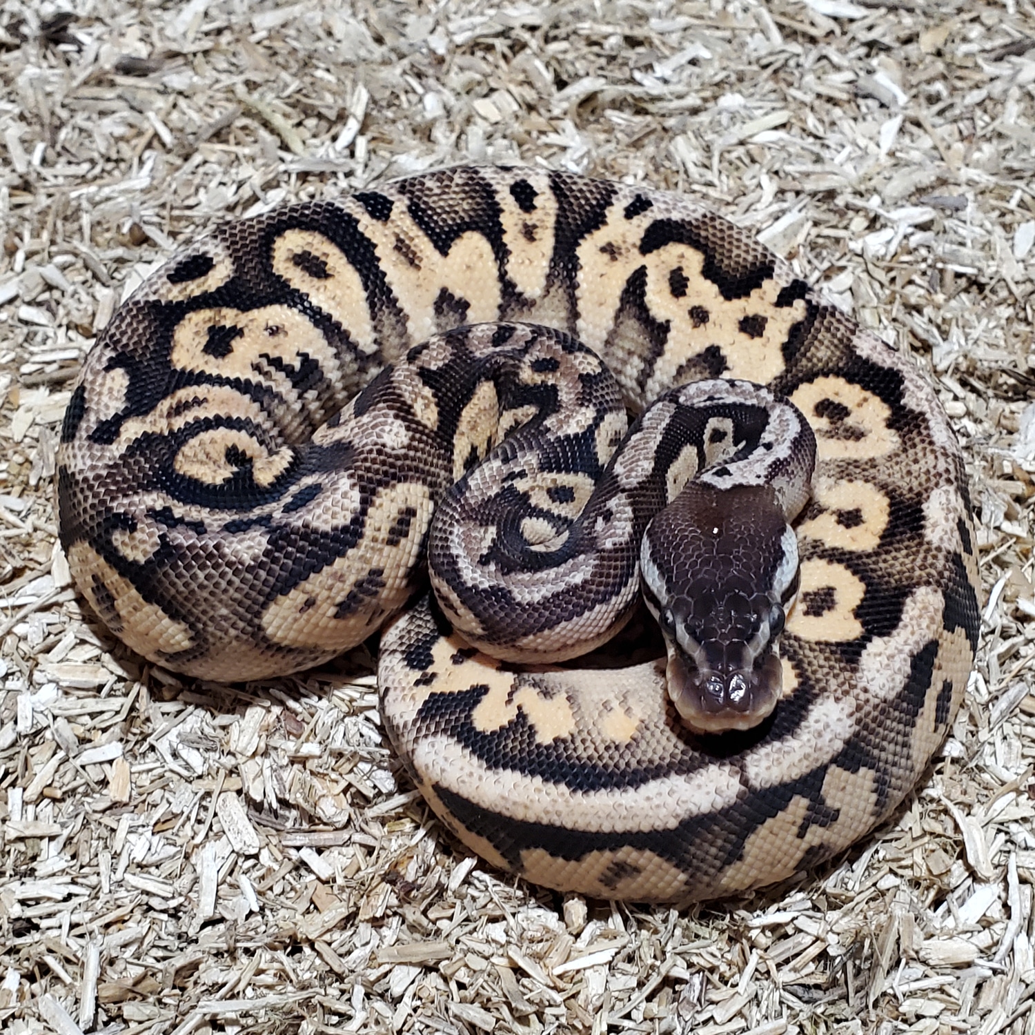 Black Pewter Orange Dream Gravel/Yellow Belly Ball Python by Crème de ...