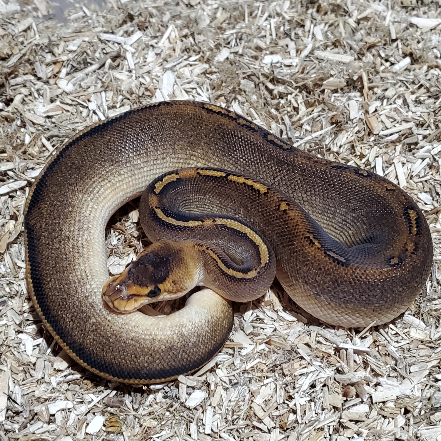 Black Head Champagne Yellow Belly Ball Python by Crème de la Clutch ...