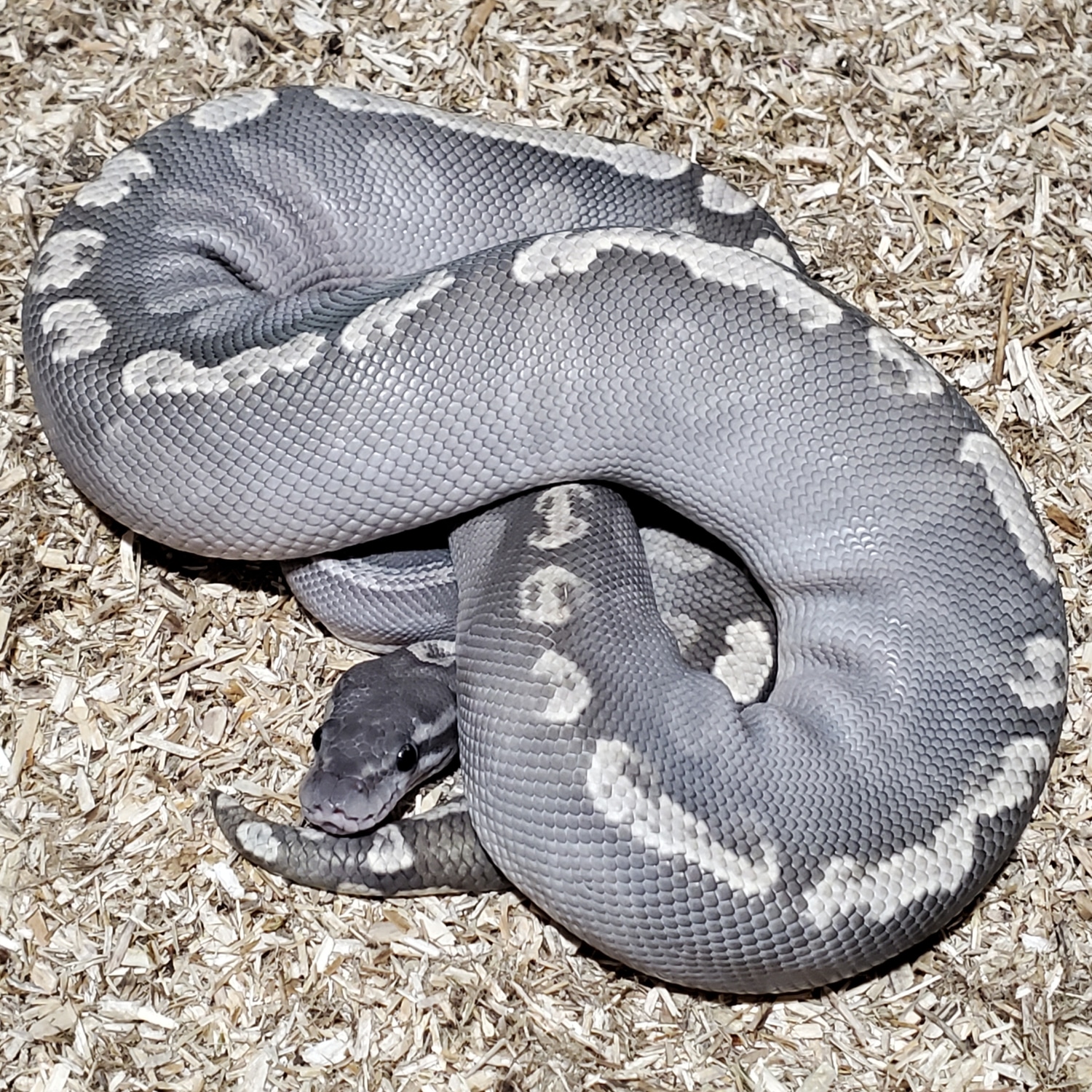 GHI Mojave Ghost Ball Python by Crème de la Clutch Exotics - MorphMarket