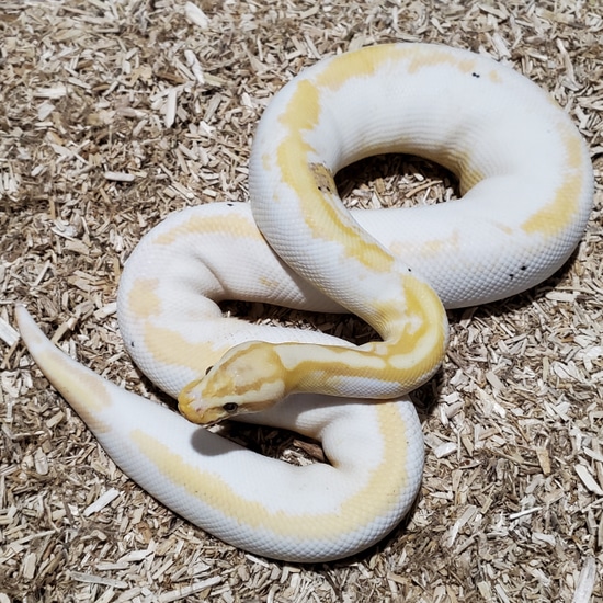 WOW Pastel Banana Calico Ball Python by Crème de la Clutch Exotics