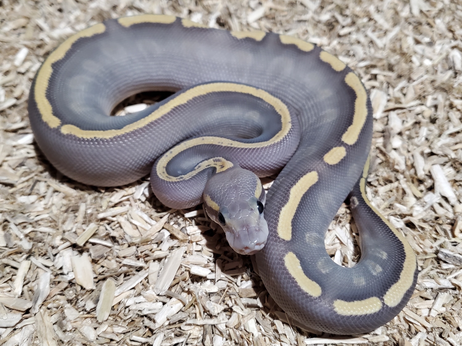 GHI Mojave Orange Ghost (Hypo) Ball Python by Crème de la Clutch Exotics - MorphMarket