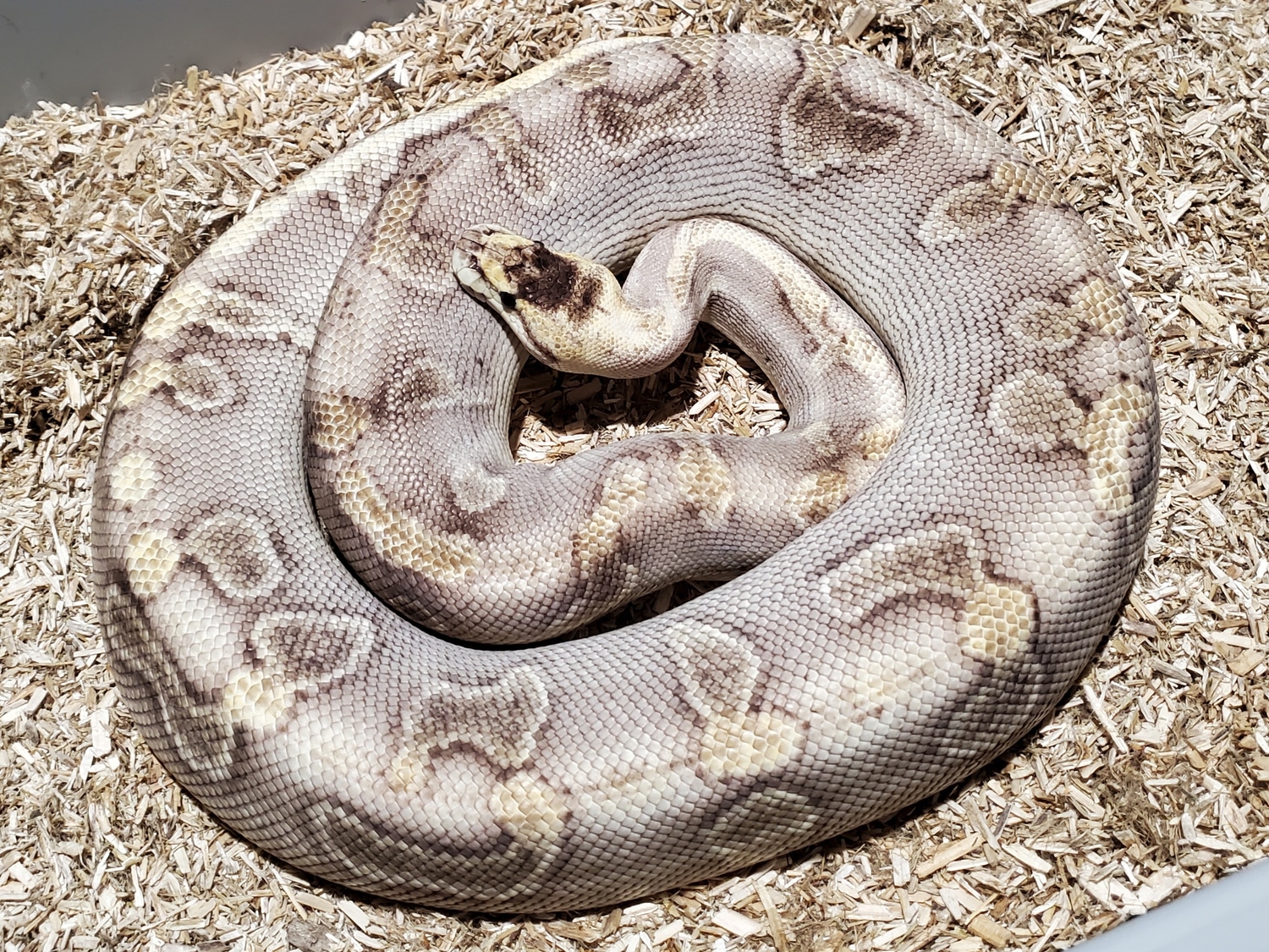 Champagne Enchi 100% Het Hypo (Orange Ghost) Ball Python by Crème de la ...