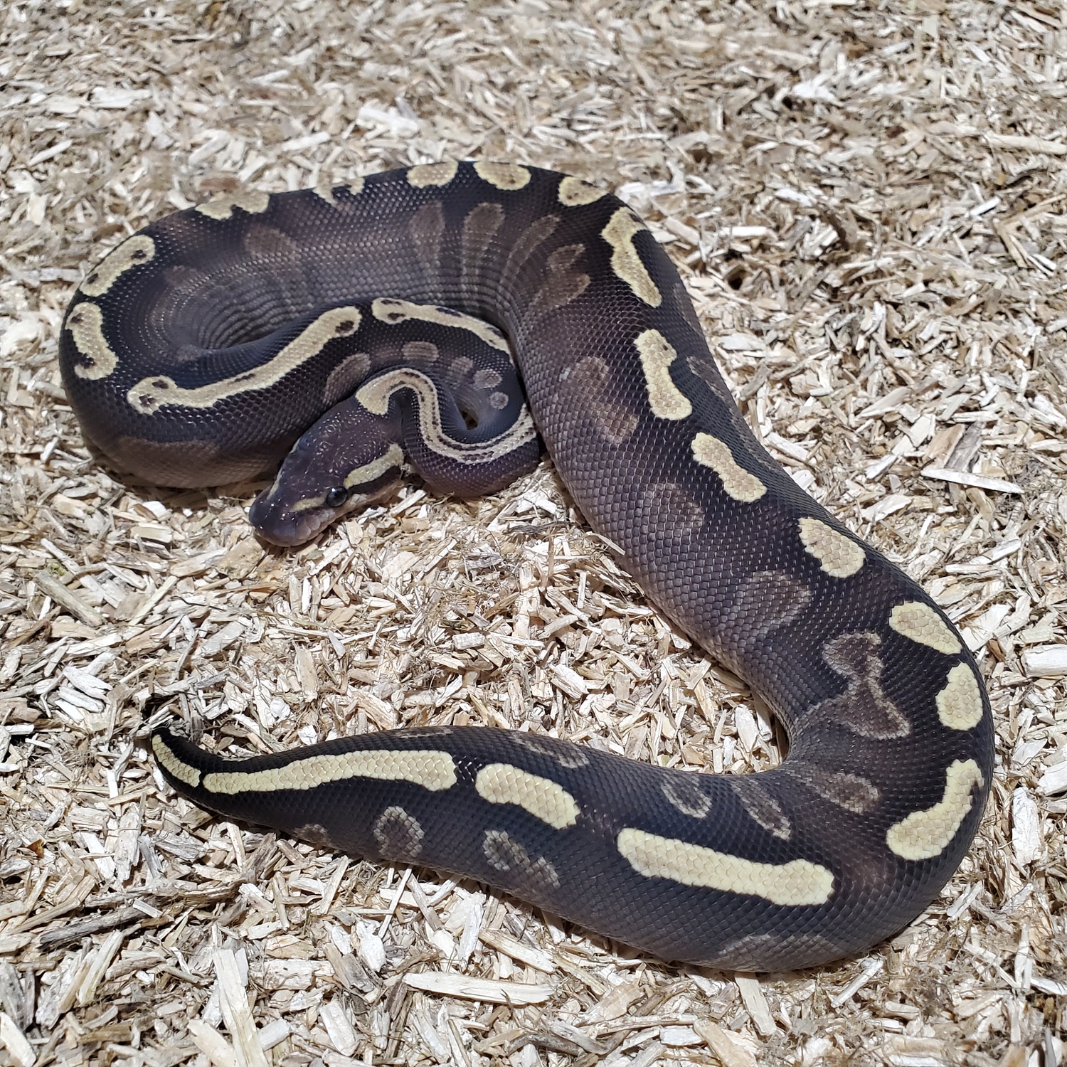 GHI Mojave 100% Het Hypo (Orange Ghost) Ball Python by Crème de la ...