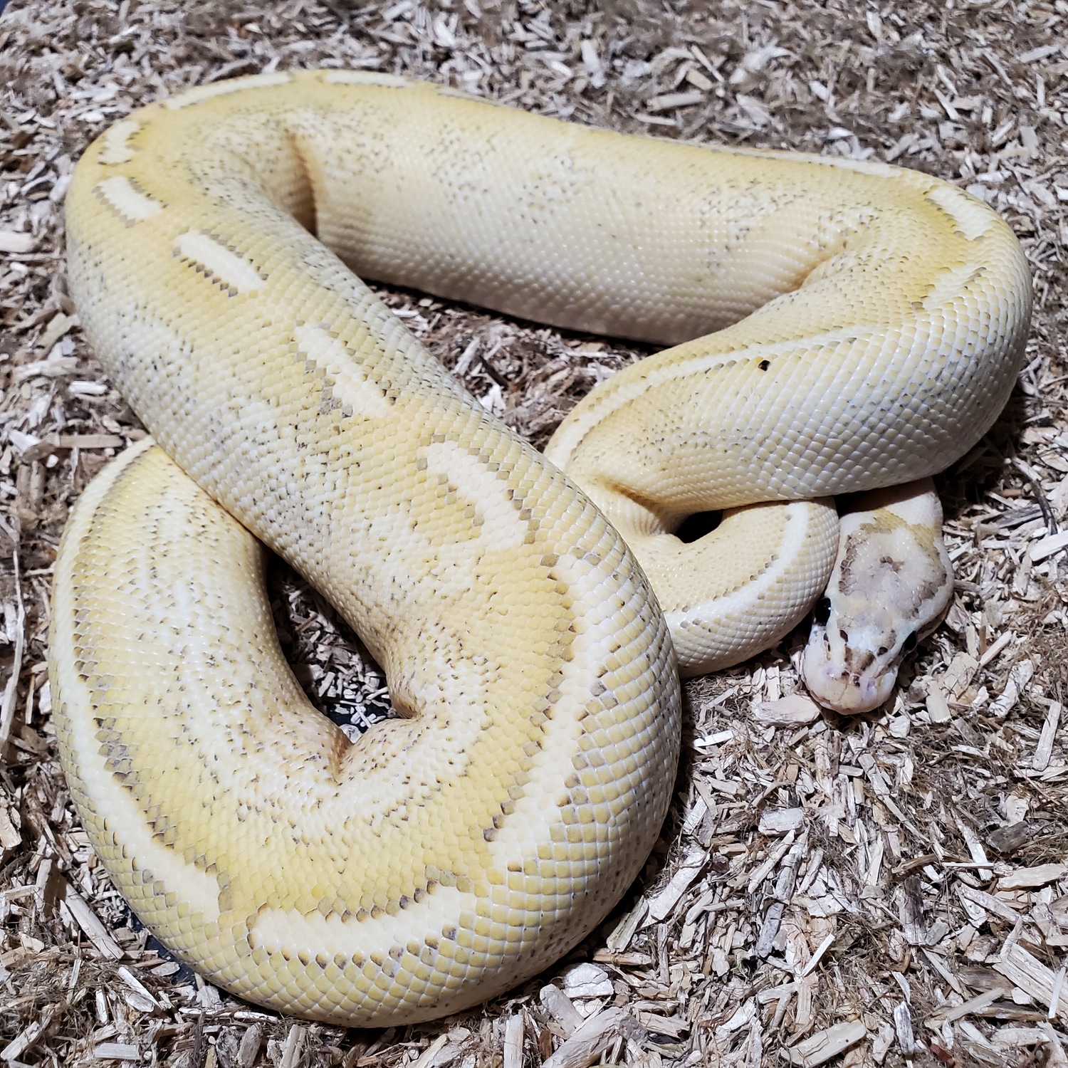Enchi Puma Ball Python by Crème de la Clutch Exotics - MorphMarket