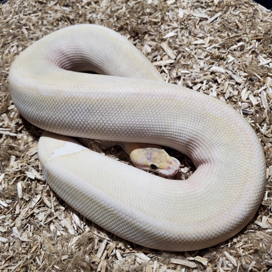 Champagne Mojave Hypo (Oramge Ghost) Ball Python by Crème de la Clutch ...
