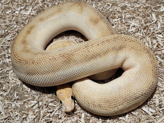 Champagne Clown Ball Python by Crème de la Clutch Exotics