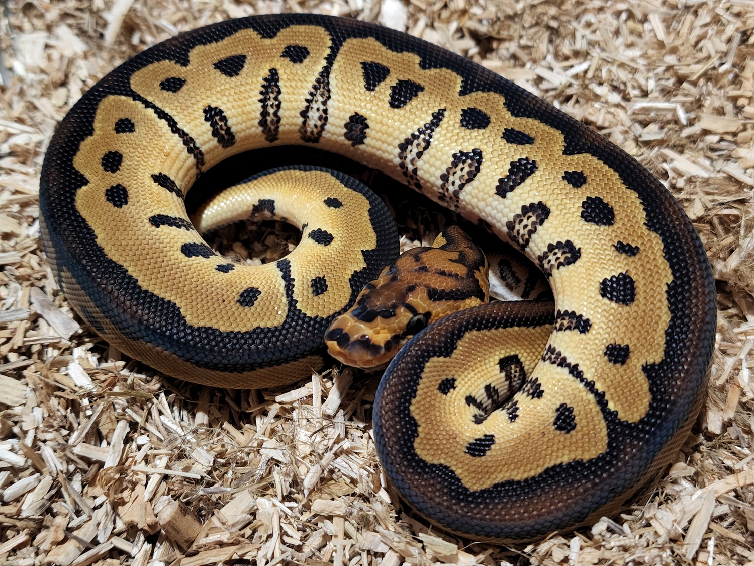 WOW Gravel Clown Ball Python by Crème de la Clutch Exotics - MorphMarket