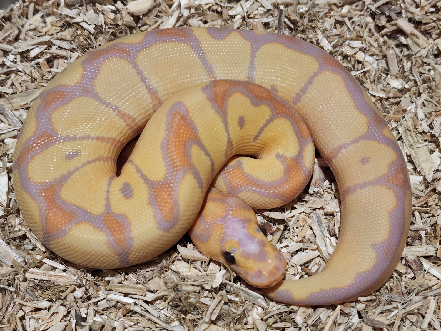 A+++ Banana/Coral Glow Enchi Clown Ball Python by Crème de la Clutch ...