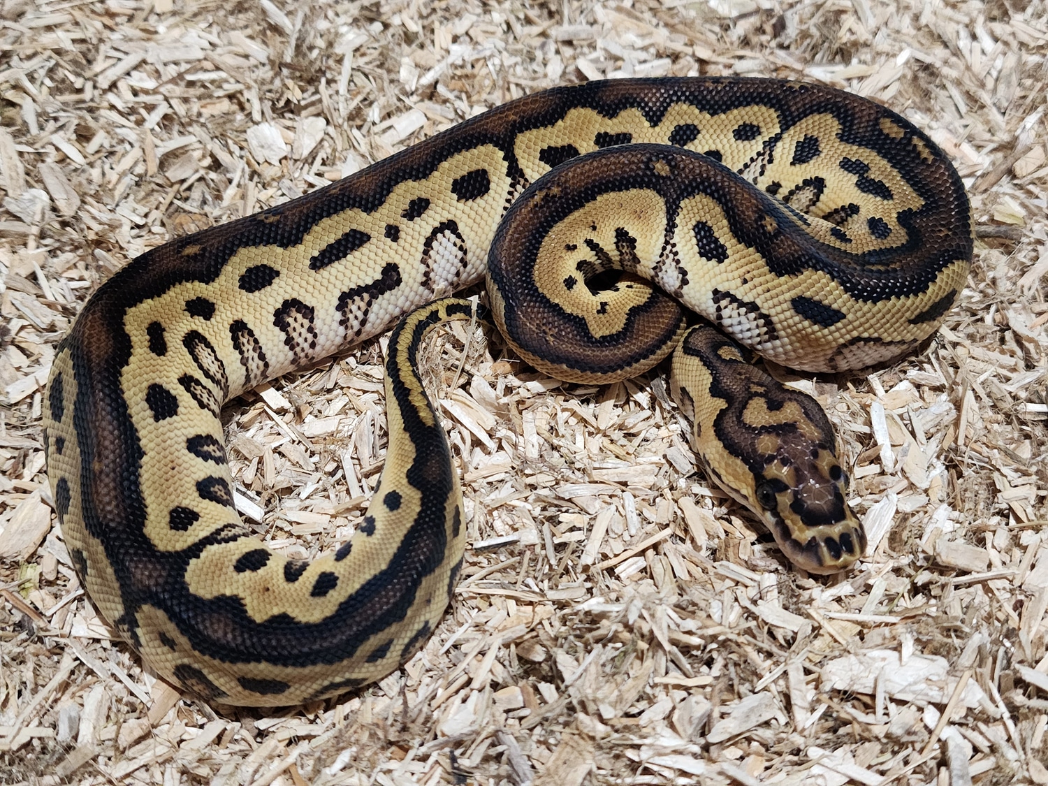 HRA Clown Ball Python by Crème de la Clutch Exotics - MorphMarket