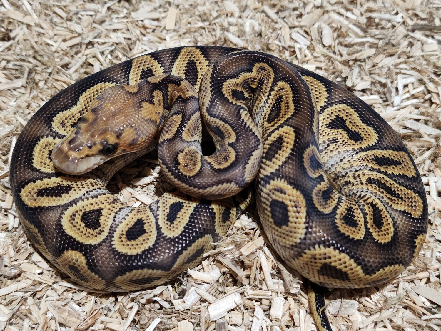 GHI Clown 66% Het Hypo (OG Line) Ball Python by Crème de la Clutch Exotics - MorphMarket
