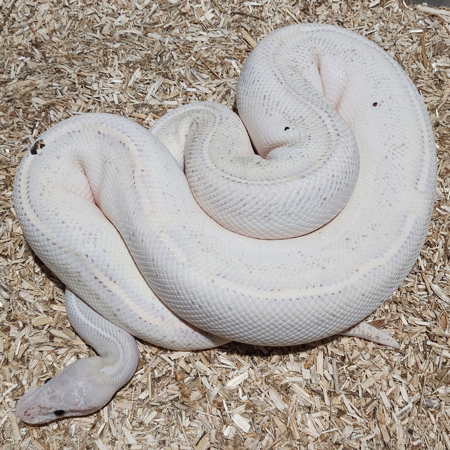 Black Pastel Highway Ball Python by Crème de la Clutch Exotics ...