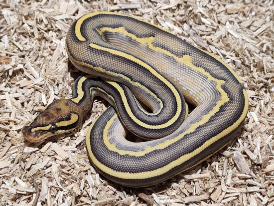 Black Pastel Leopard Super Gravel Ball Python by Crème de la Clutch Exotics