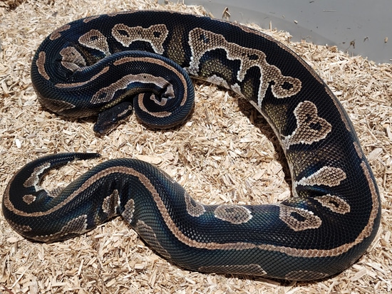 PROVEN BREEDER Super Black Head Ball Python by Crème de la Clutch Exotics