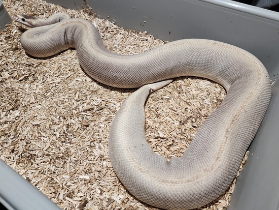 PROVEN BREEDER Champagne Mojave Het Hypo (OG) Ball Python by Crème de ...