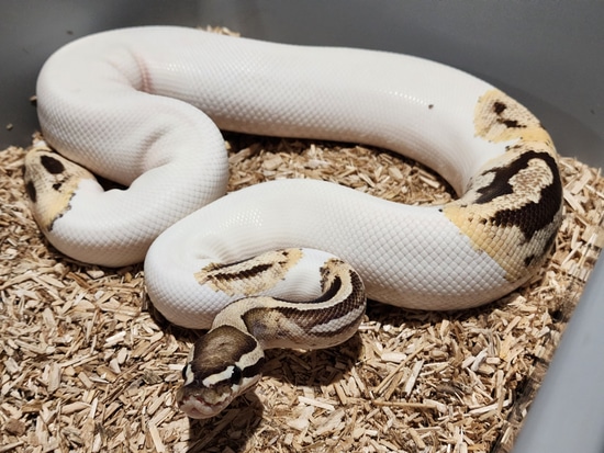 WORLD'S BEST Fire Pied Ball Python by Crème de la Clutch Exotics