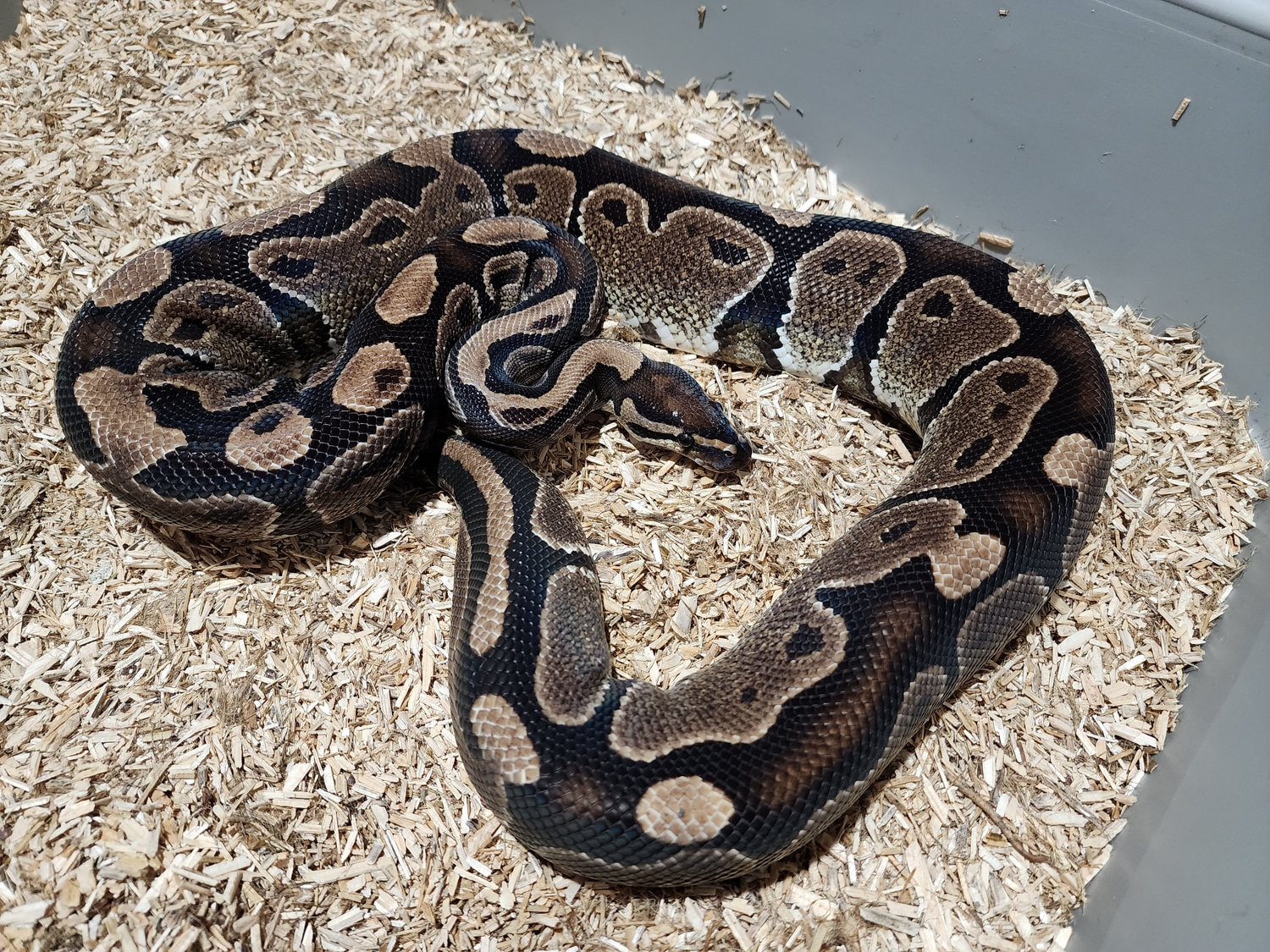PROVEN BREEDER Gravel Or Yellow Belly Ball Python by Crème de la Clutch ...
