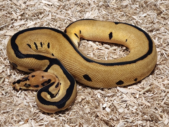 Orange Dream Batman Ball Python by Crème de la Clutch Exotics