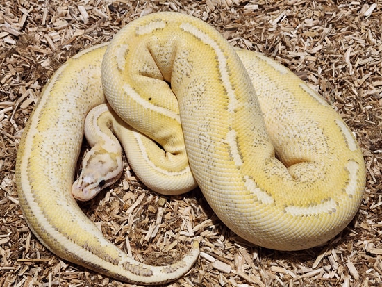 Enchi Puma Ball Python by Crème de la Clutch Exotics