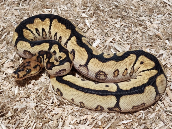 Orange Dream Spotnose Clown Ball Python by Crème de la Clutch Exotics