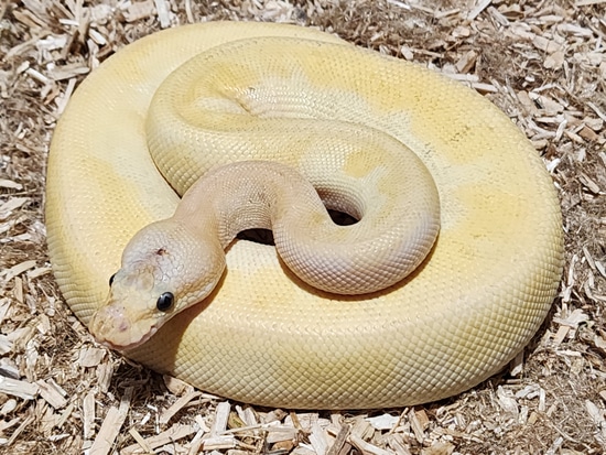 Pastel Champagne Clown Ball Python by Crème de la Clutch Exotics
