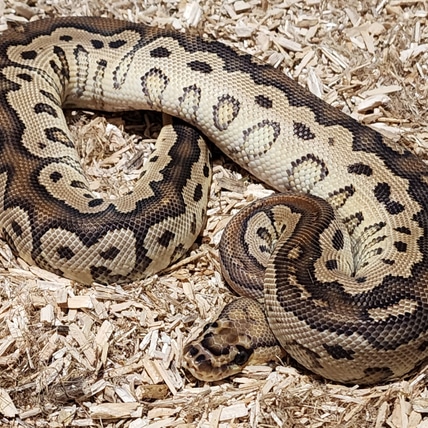 HRA Clown Ball Python by Crème de la Clutch Exotics - MorphMarket