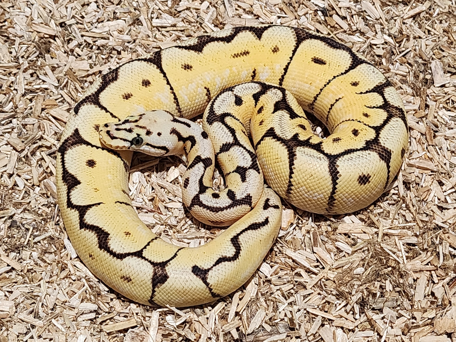 Citrus Bumblebee Gravel Or Yellow Belly Het Clown Ball Python by Crème ...