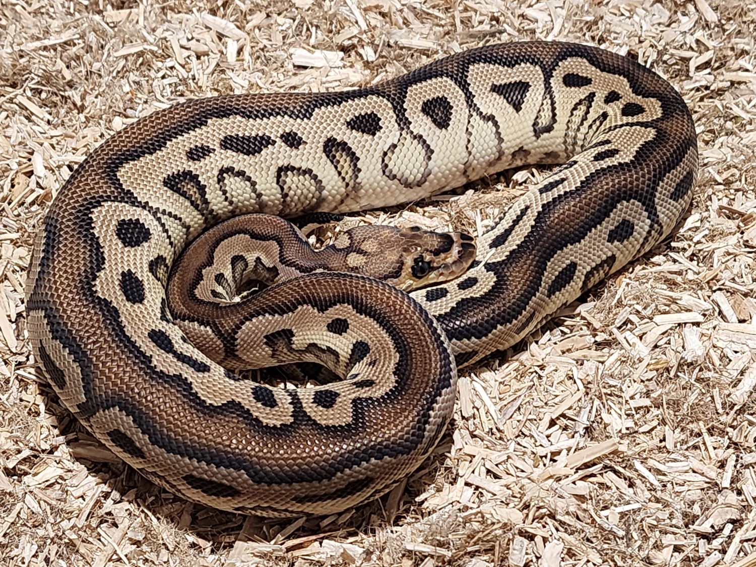 HRA Clown Ball Python by Crème de la Clutch Exotics - MorphMarket