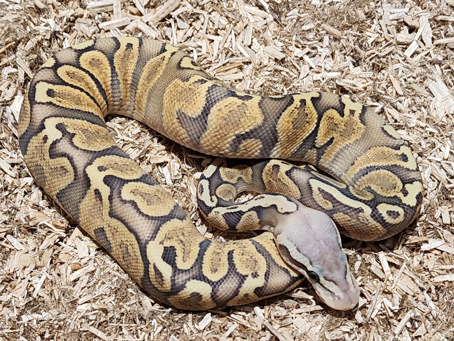 Pastel GHI Hypo (OG Line) Het Pied Ball Python by Crème de la Clutch Exotics - MorphMarket